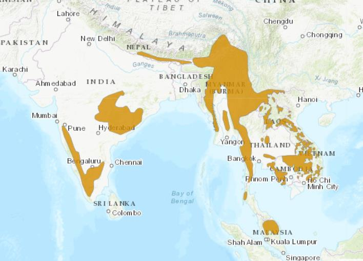 INDIAN GAUR - KnowAnimal.com