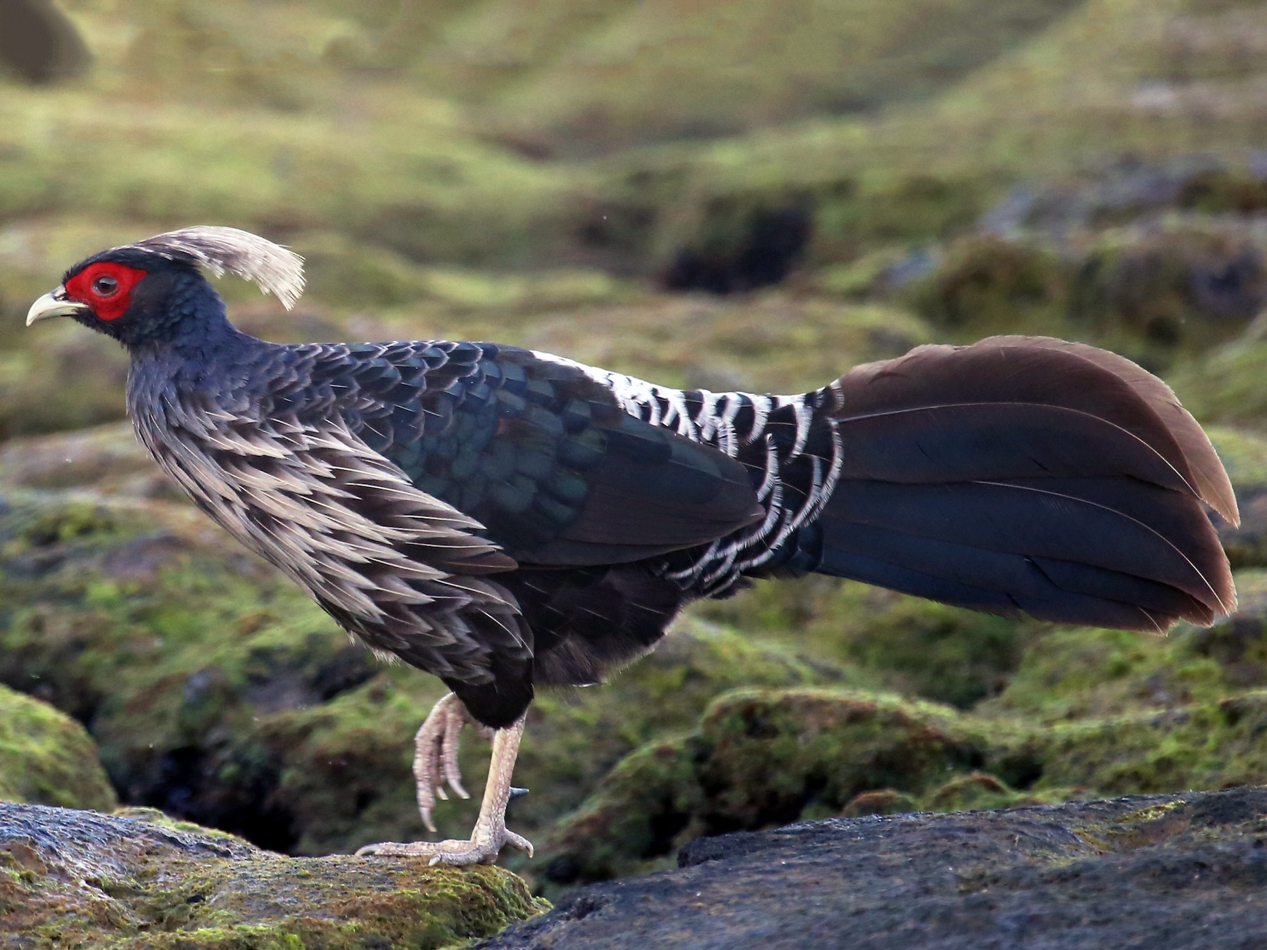 KHALIJ PHEASANT - KnowAnimal.com