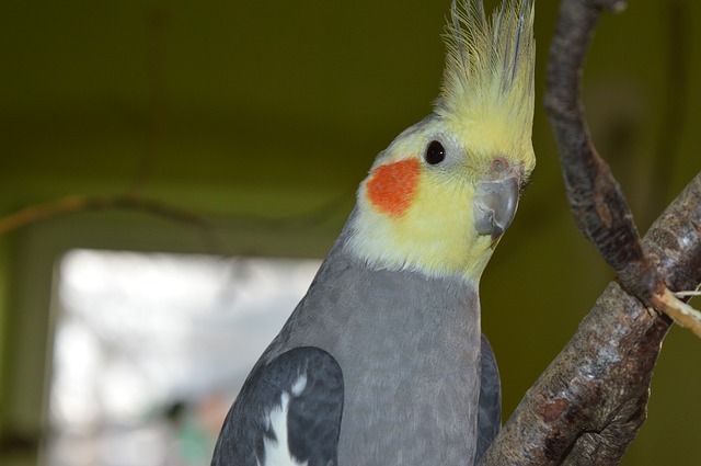 GREY COCKATIEL - KnowAnimal.com