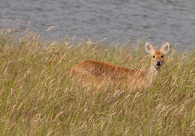 HOG DEER - KnowAnimal.com
