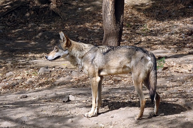 INDIAN WOLF - KnowAnimal.com